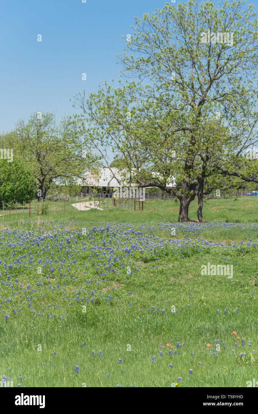 Scenic rural landscape from Bristol, Texas during springtime with ...