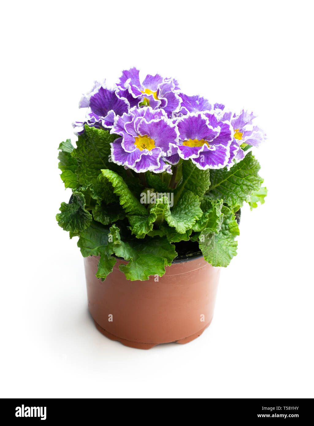 Primulas Cut Out Stock Images & Pictures - Alamy