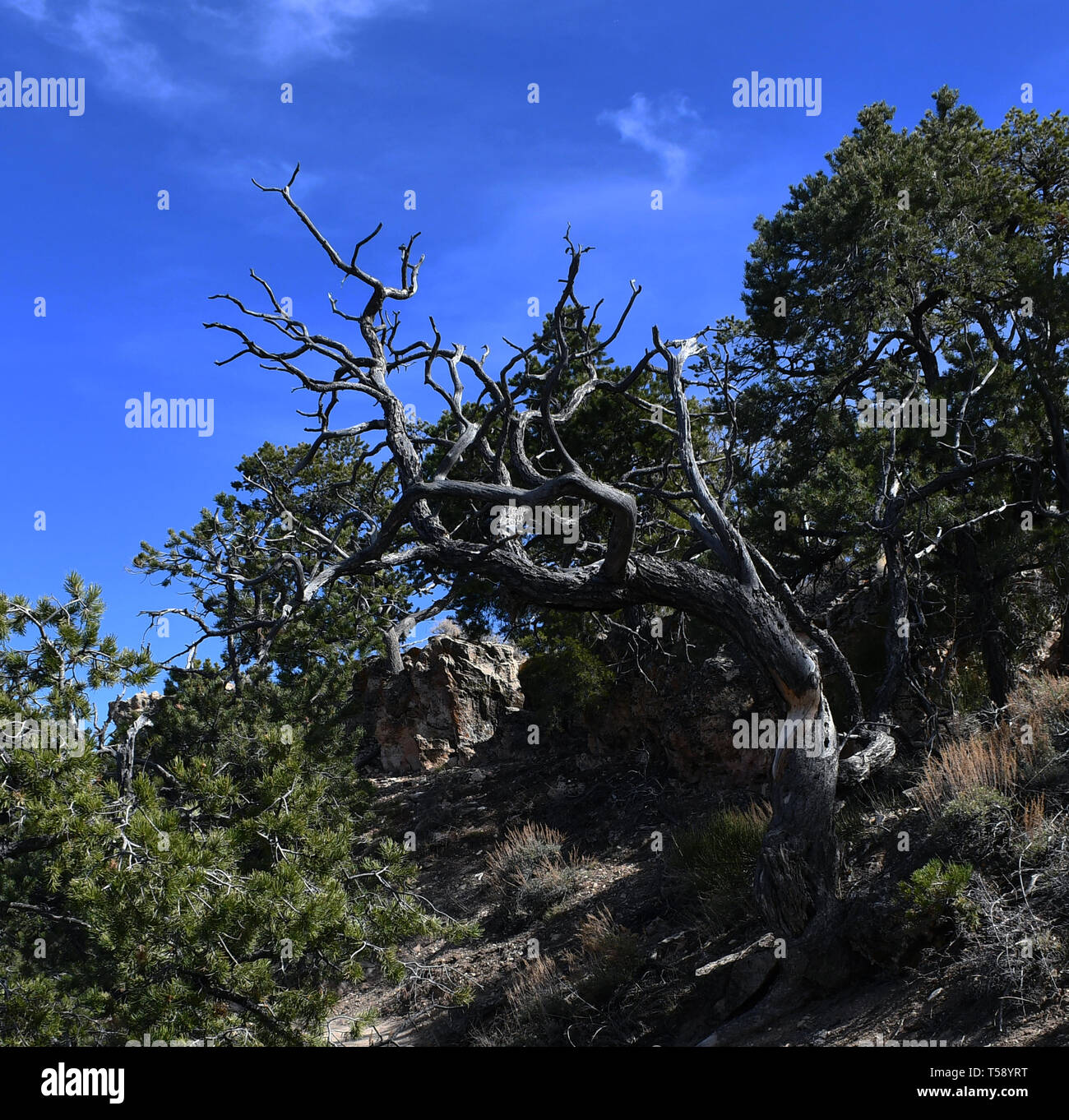 Living trees hi-res stock photography and images - Alamy