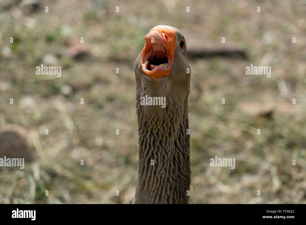 Goose defending its territory by crying and cackleing Stock Photo - Alamy