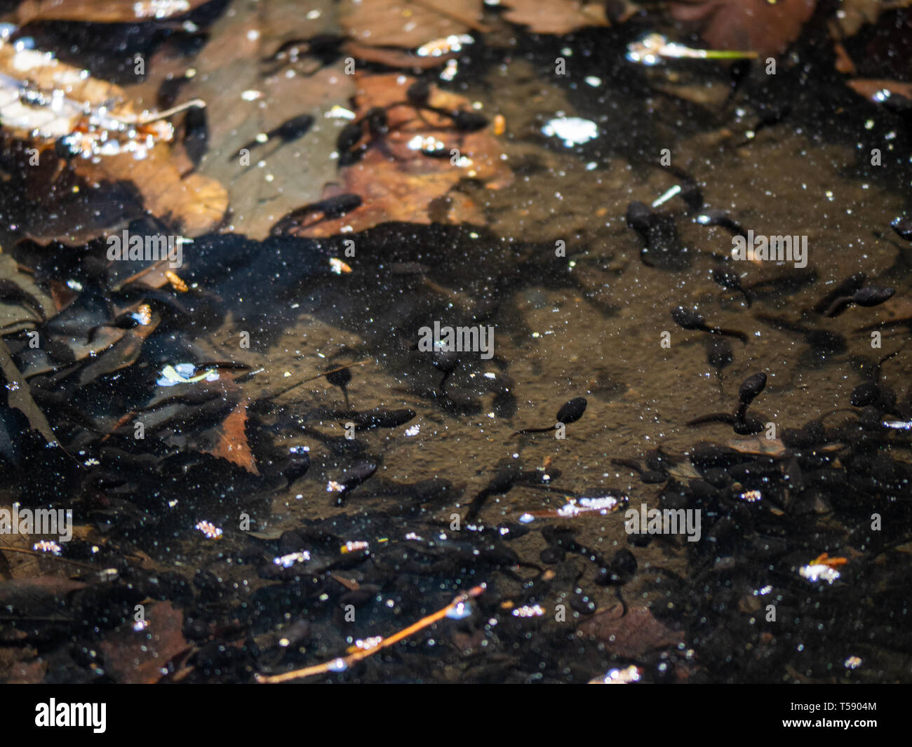 A large number of tadpoles swim in a shallow pond in a Japanese wetland ...