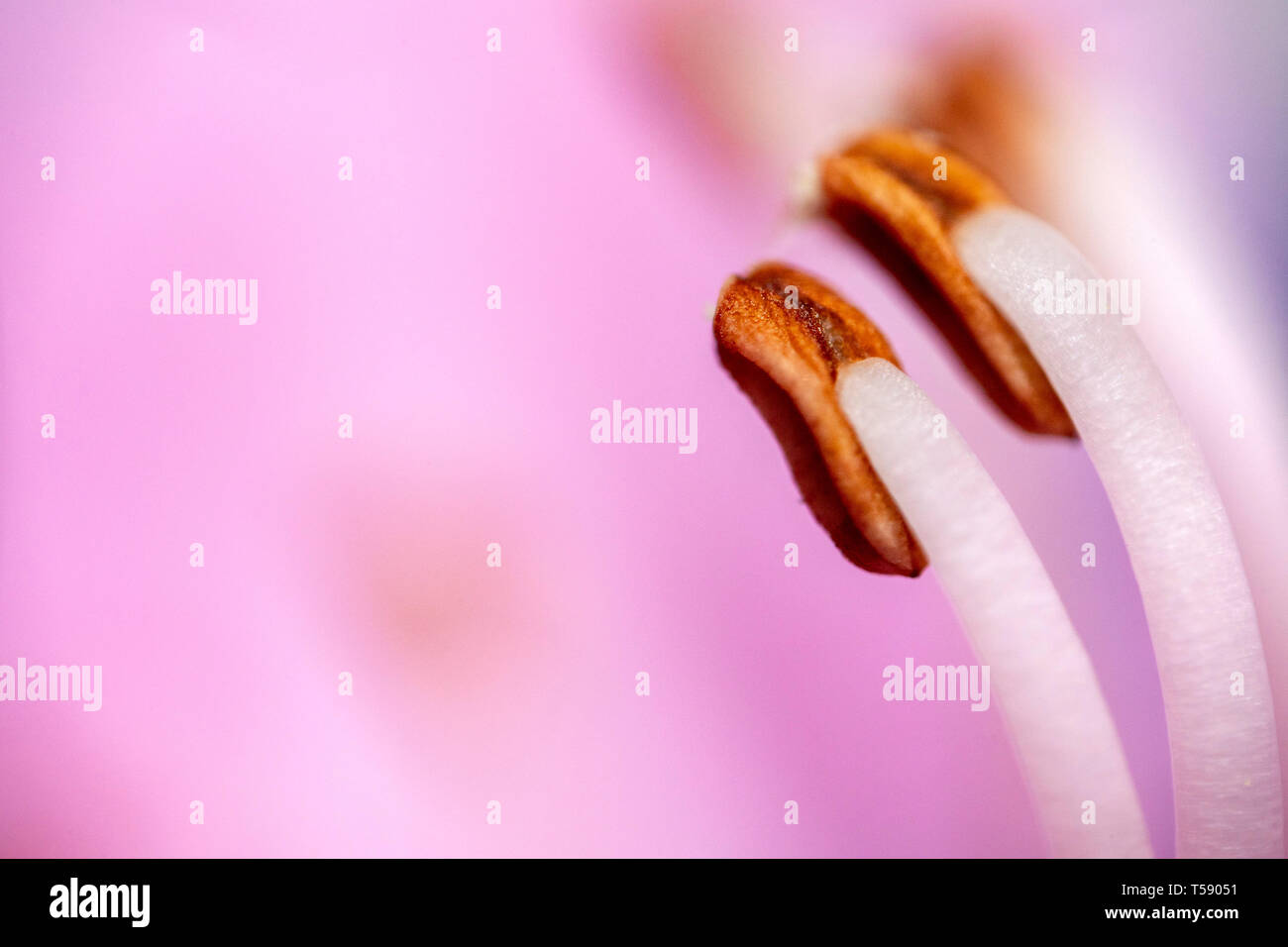 Flower pistil ultra macro detail Stock Photo - Alamy