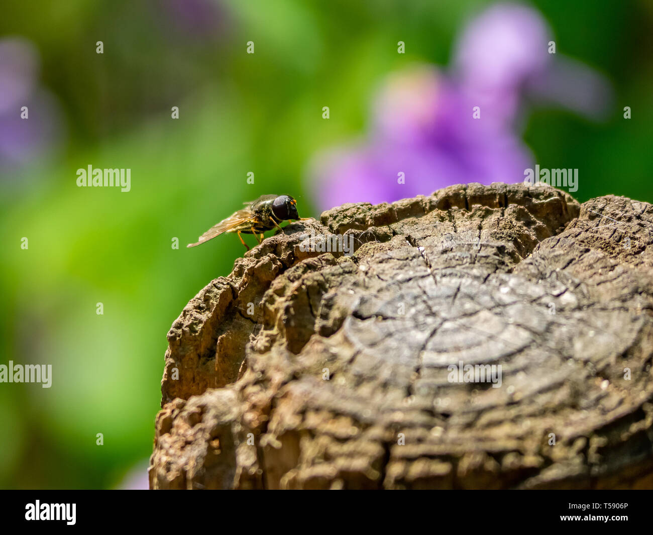 a green bottle blow fly, Lucilia sericata, on an old, cut tree stump in ...