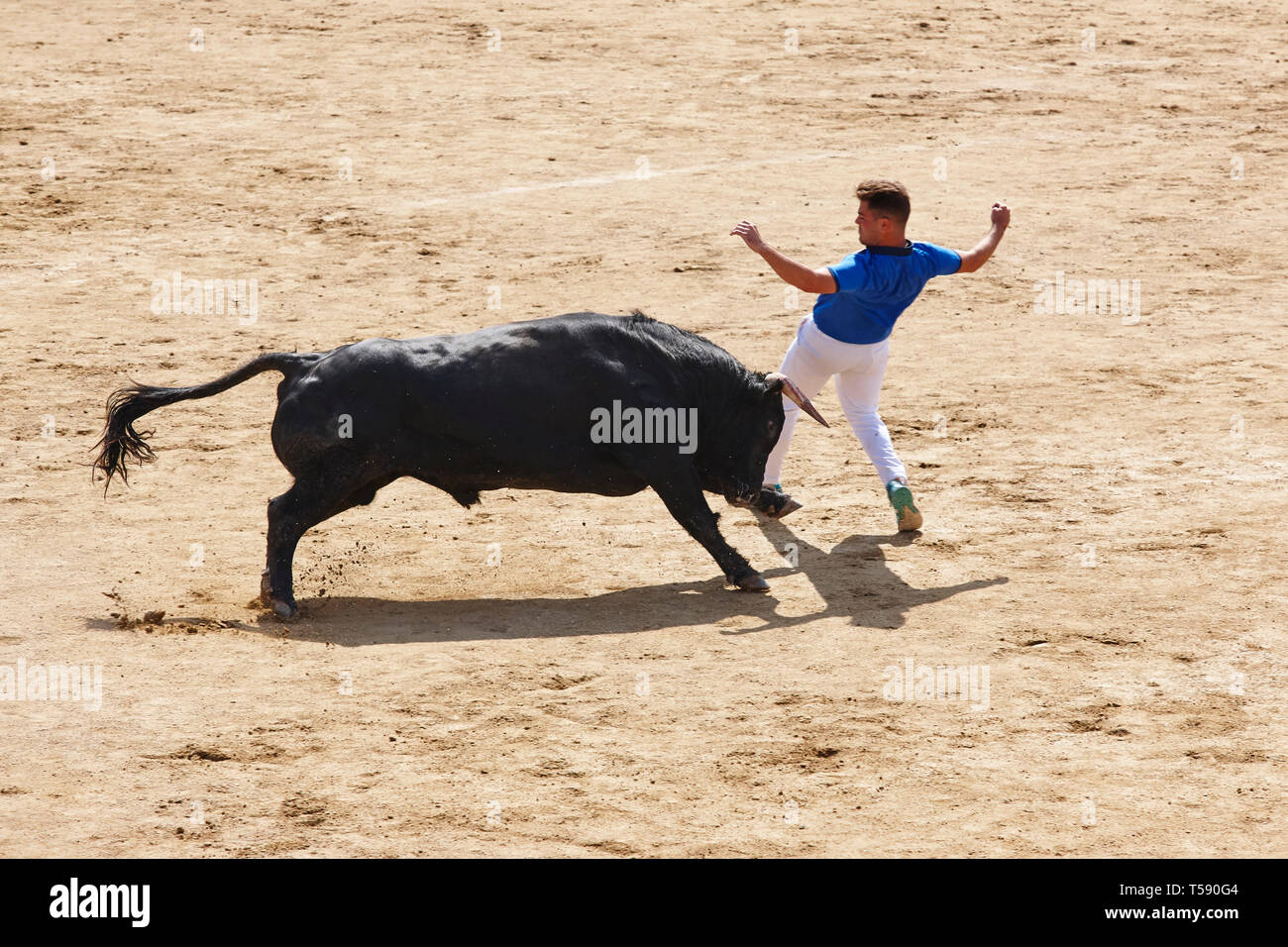 Fighting bull chasing a runner. Encierros San Sebastian Reyes. Spain ...