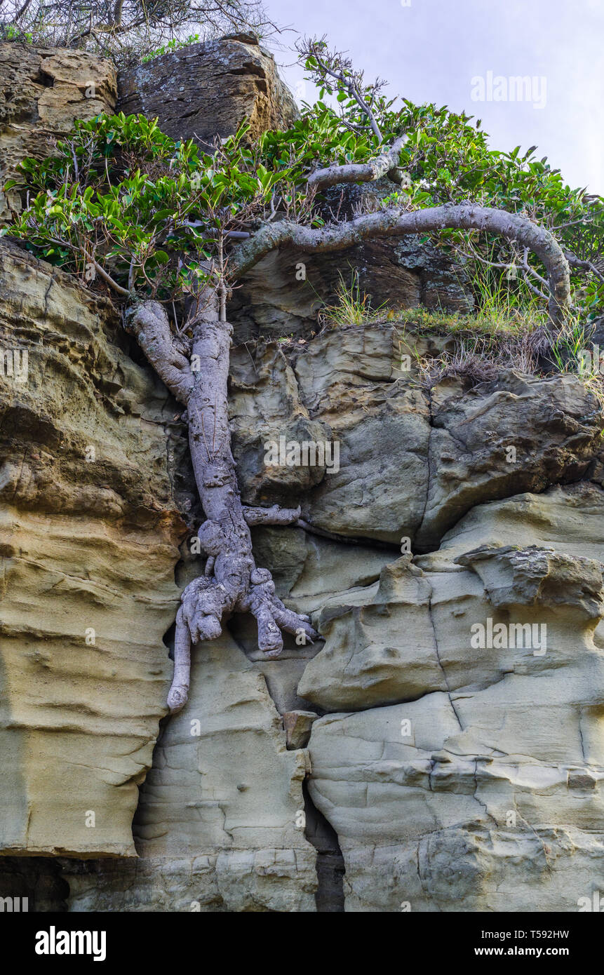 Tree growing rock cliff hi-res stock photography and images - Alamy