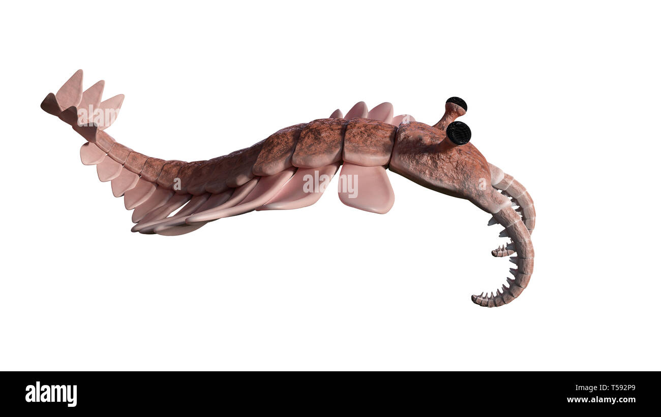 Anomalocaris, creature of the Cambrian explosion, isolated on white ...