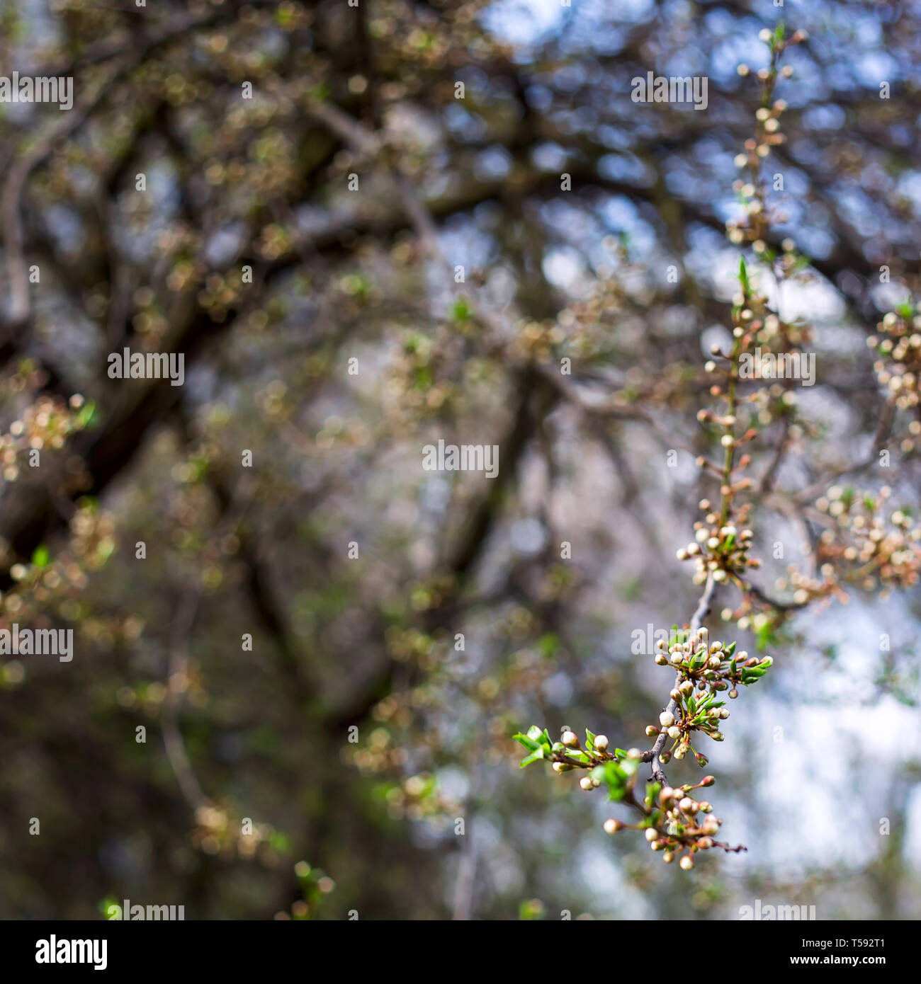 White tender buds of unblown flowers on tree branches with small green ...