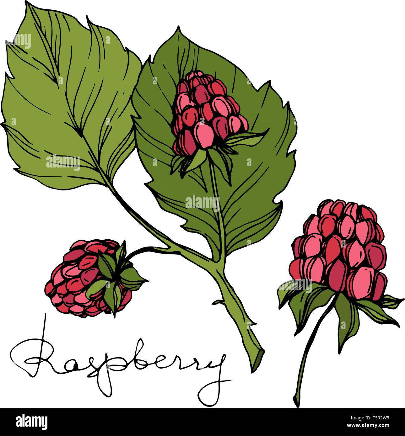 Vector Raspberry healthy food isolated. Red and green engraved ink art ...