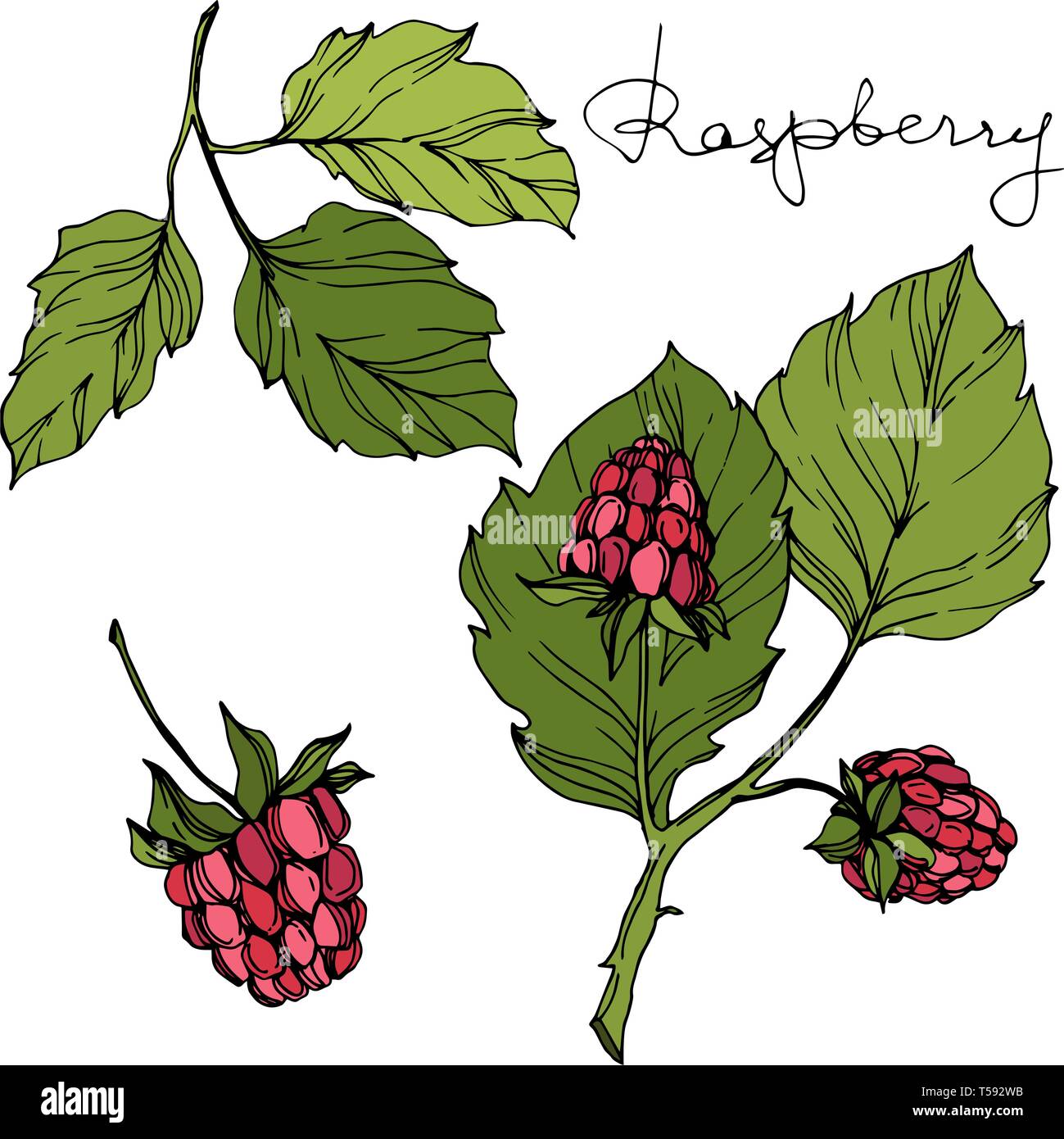 Vector Raspberry healthy food isolated. Red and green engraved ink art ...