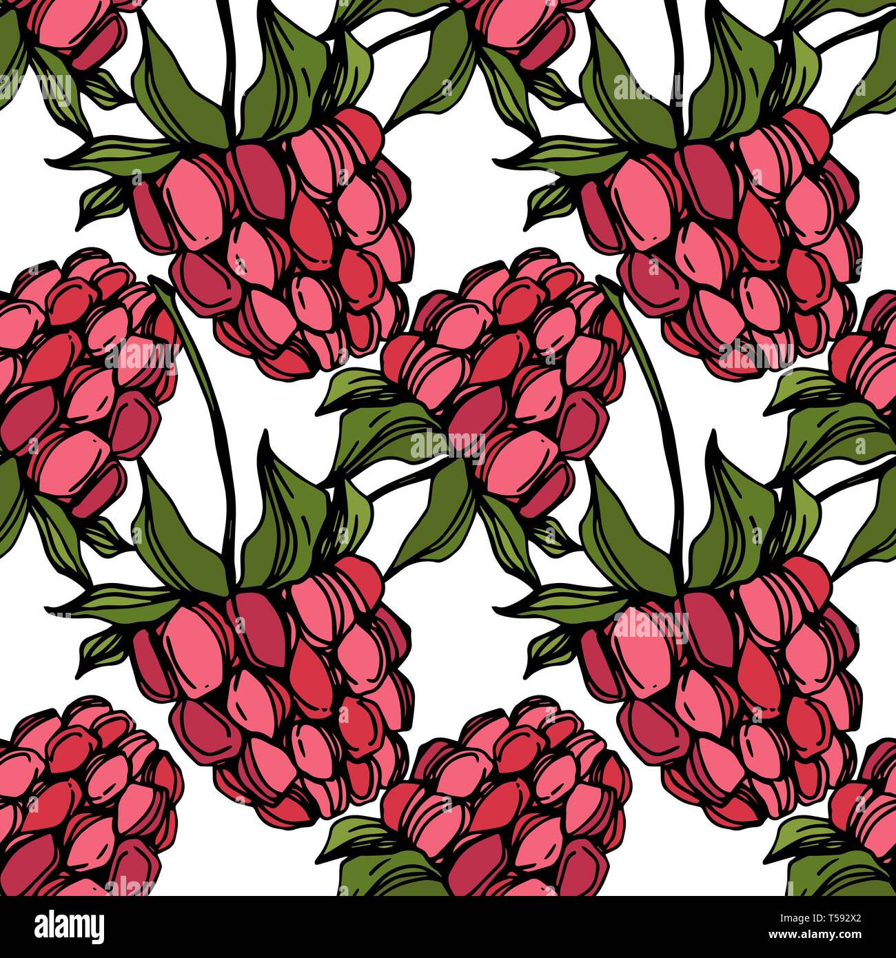 Vector Raspberry healthy food isolated. Red and green engraved ink art ...