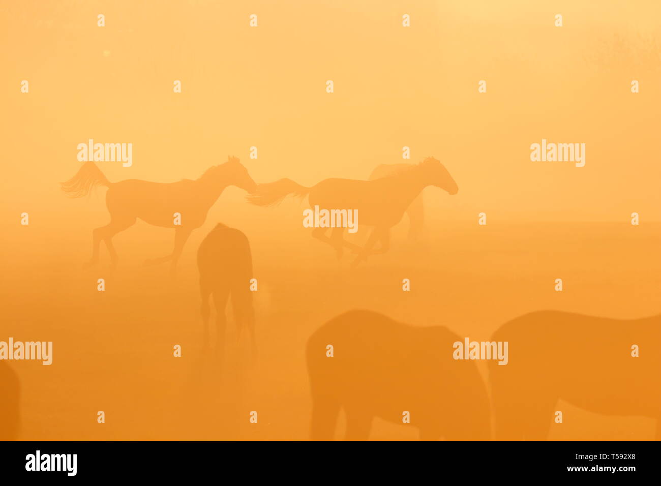 Horseplay hi-res stock photography and images - Alamy