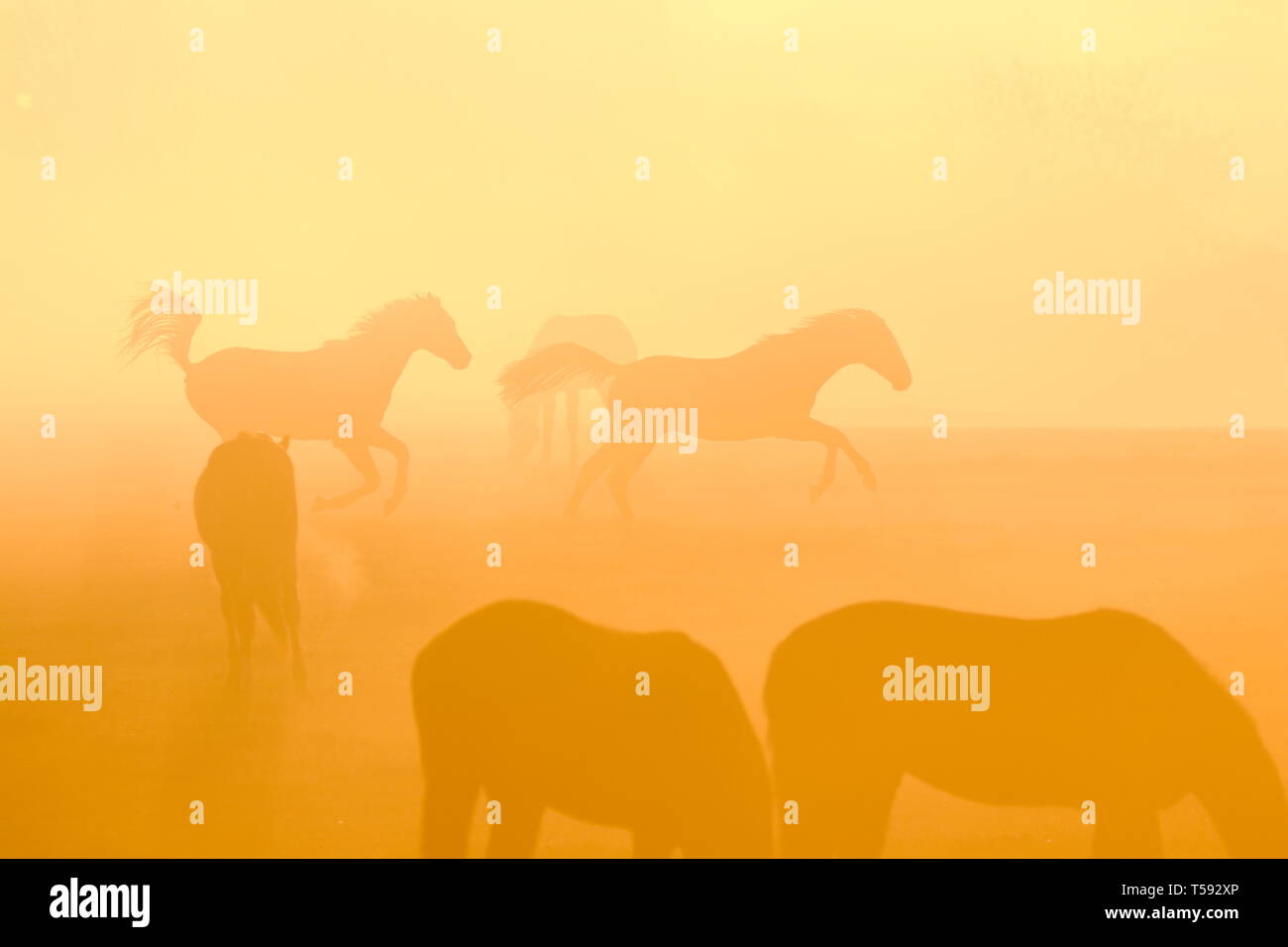 Horseplay hi-res stock photography and images - Alamy