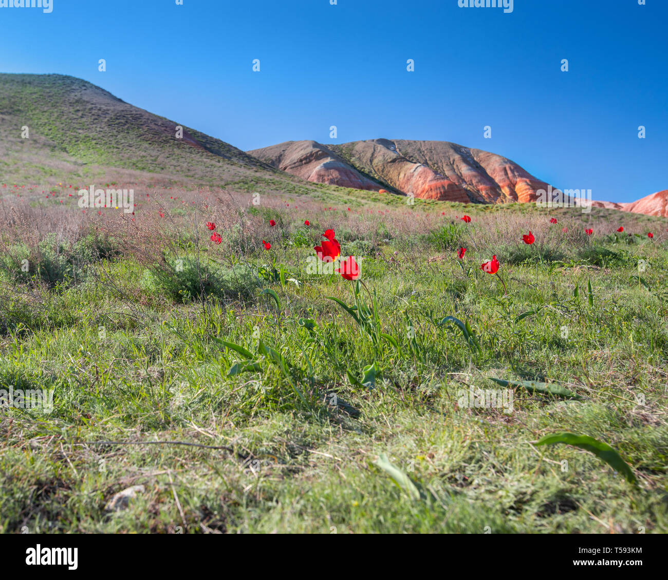 Wild-growing red tulips of Shrenk in the Caspian steppe Stock Photo - Alamy