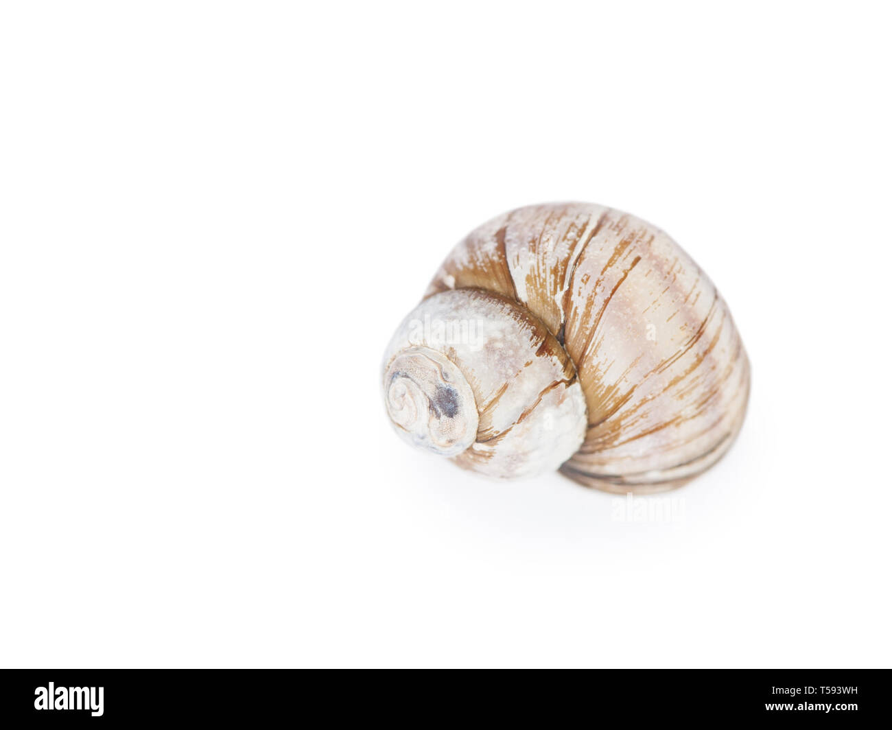 One empty snail shell isolated on white background Stock Photo - Alamy