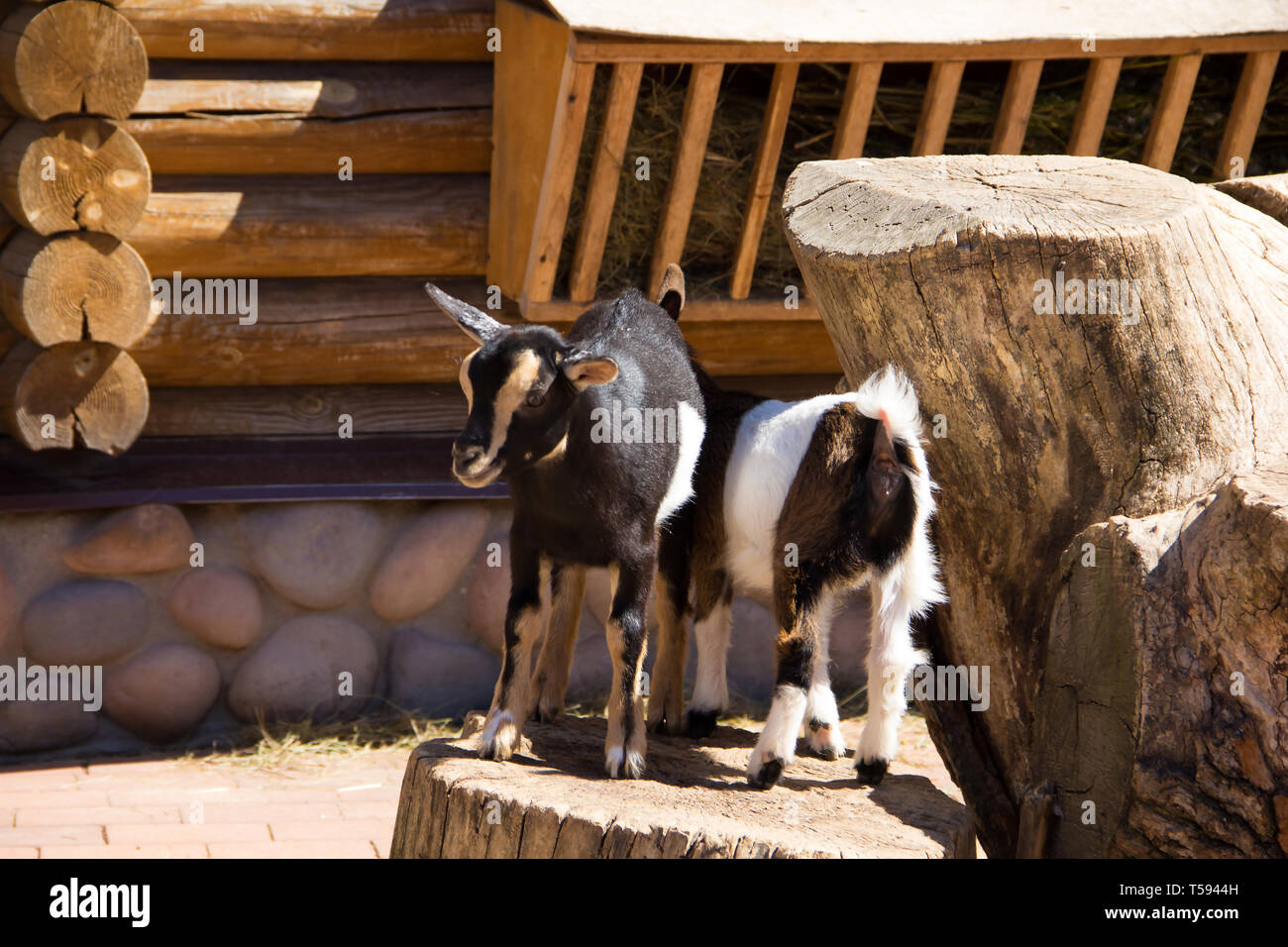 Cameroon Goats High Resolution Stock Photography and Images - Alamy