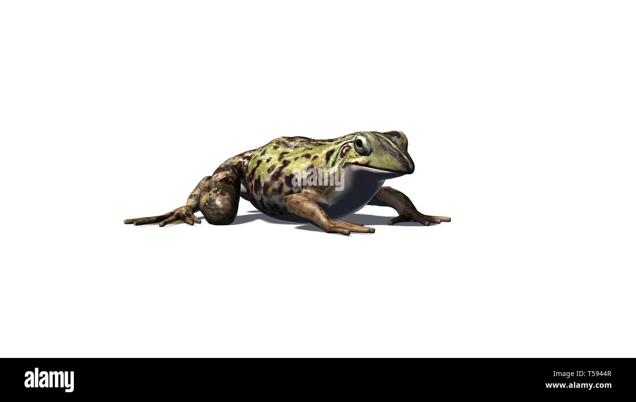 Frog seated - right side view - isolated on white background Stock ...