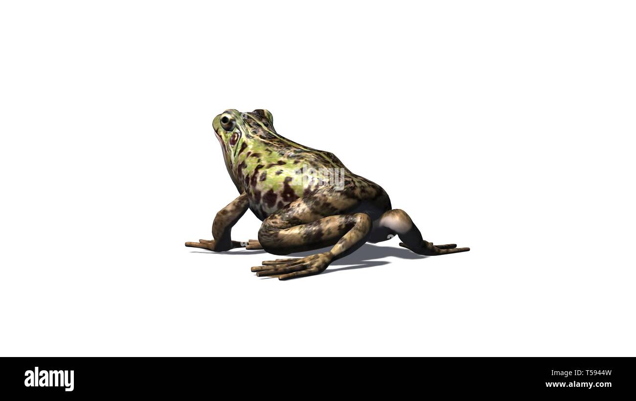 Frog seated - view from back - isolated on white background Stock Photo ...