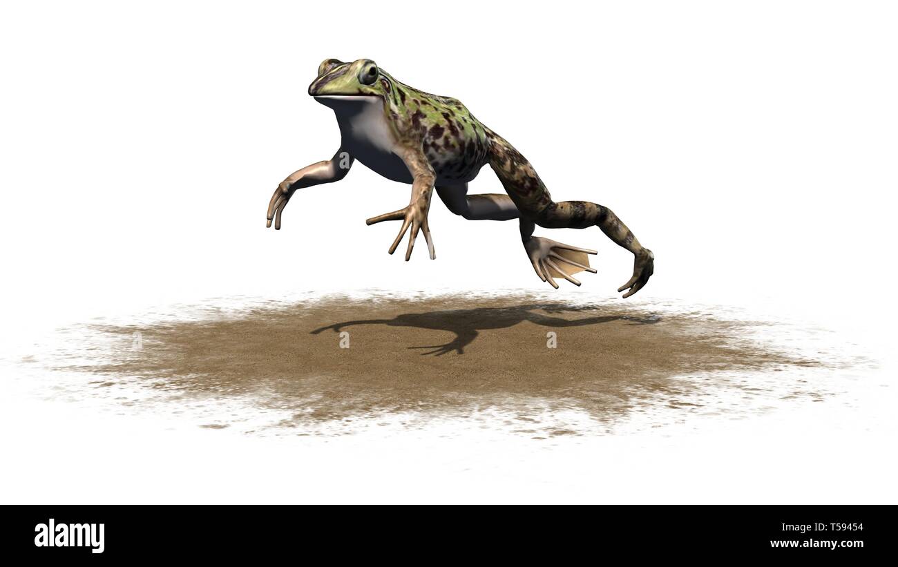 Frog jumps over a sand area - isolated on white background Stock Photo ...