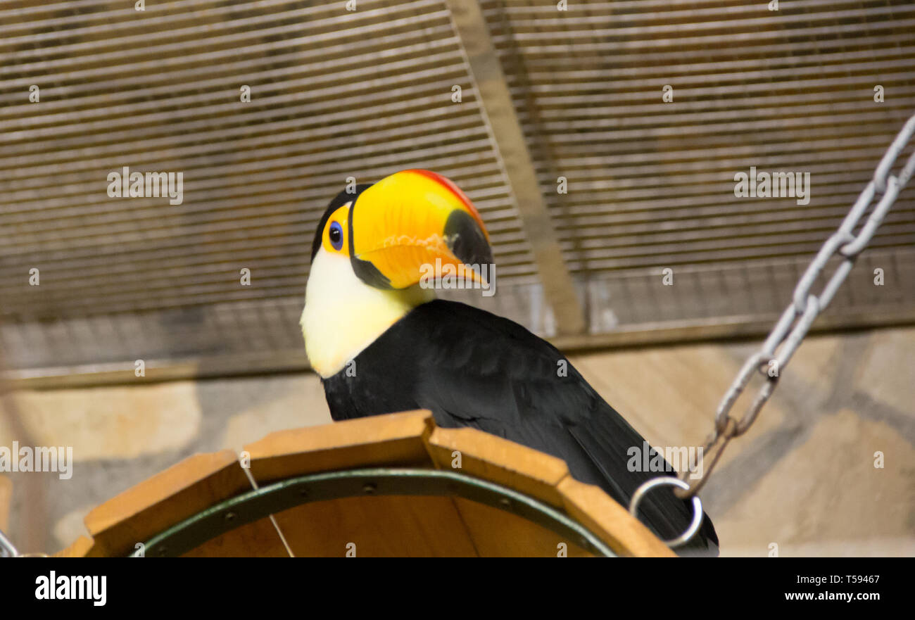 Bird tukan in the zoo, in captivity. A bird with a large bright yellow ...