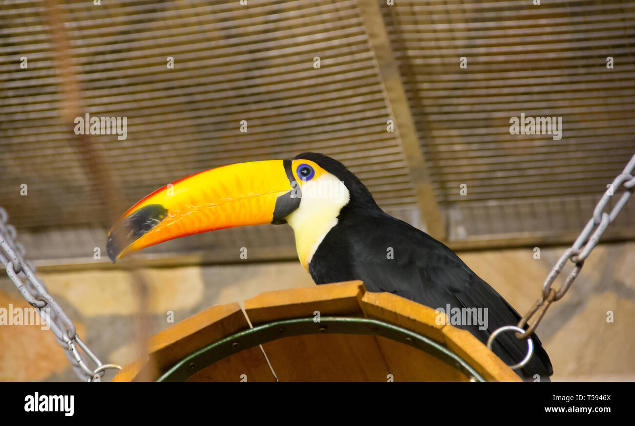 Bird tukan in the zoo, in captivity. A bird with a large bright yellow ...