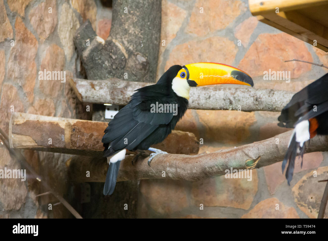 Tukan bird hi-res stock photography and images - Alamy