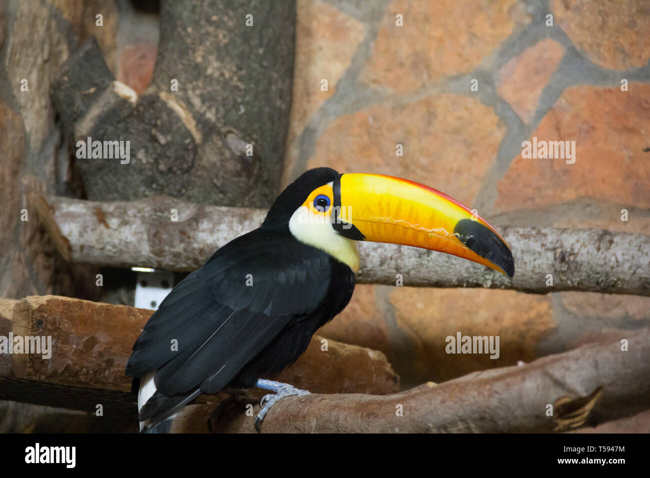 Bird tukan in the zoo, in captivity. A bird with a large bright yellow ...