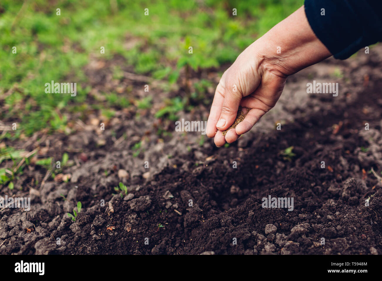 Farmer Sowing Seeds By Hand High Resolution Stock Photography and ...