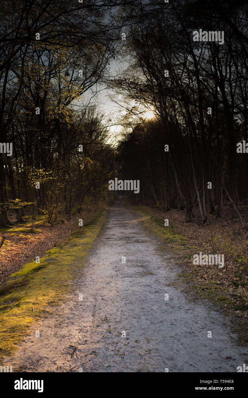 Dirt path with sticks hi-res stock photography and images - Alamy