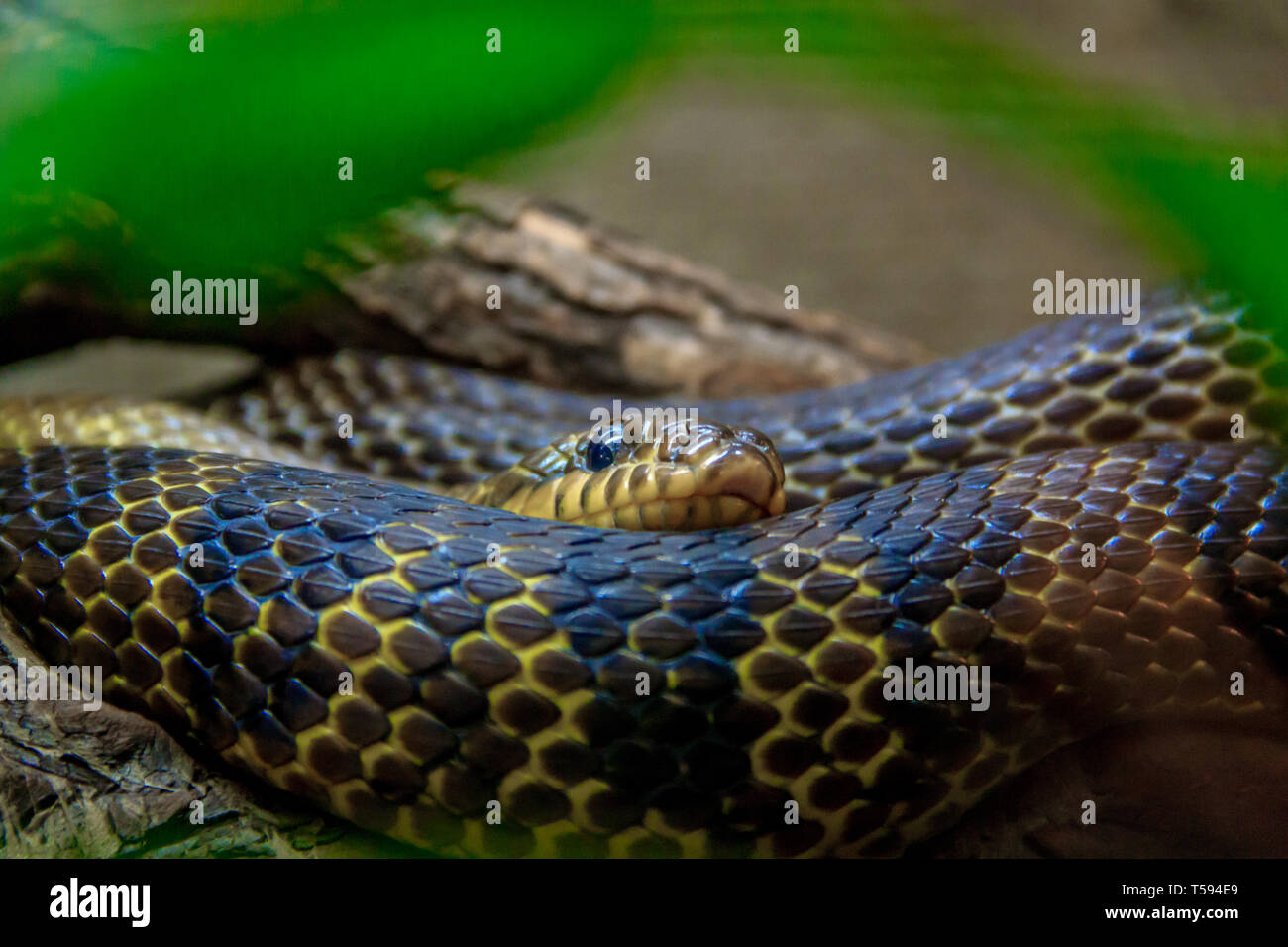 Snake in a zoo in a closed aquarium. Reptile in captivity. Animals at ...