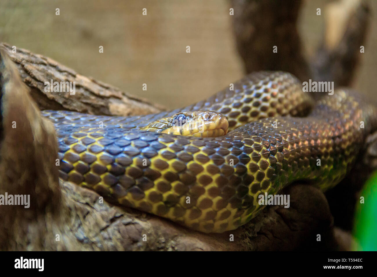 Snake in a zoo in a closed aquarium. Reptile in captivity. Animals at ...