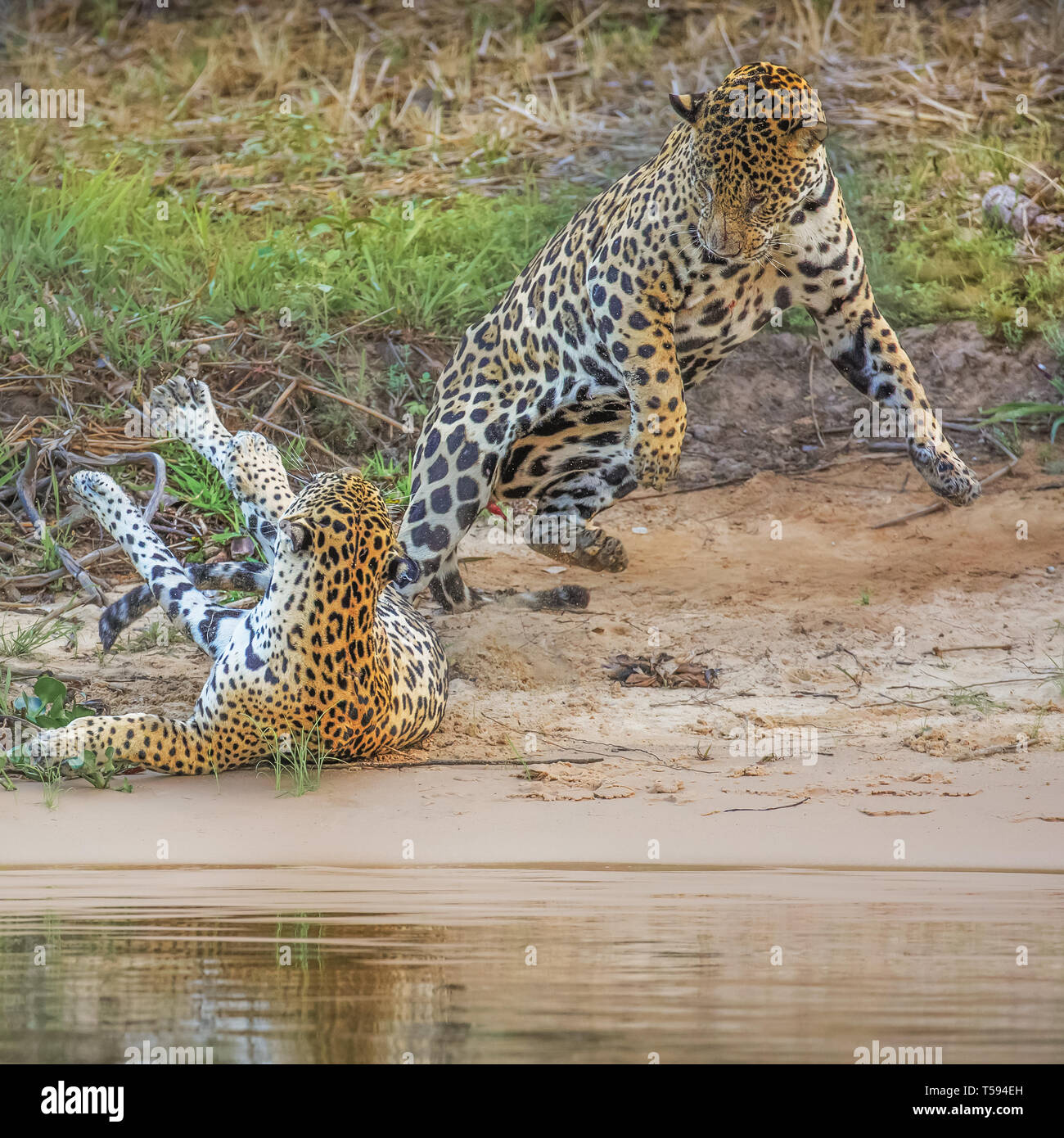 Jaguars fighting hi-res stock photography and images - Alamy