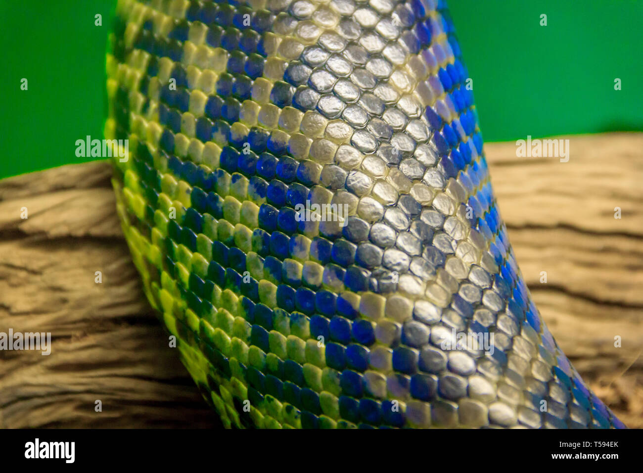Snake in a zoo in a closed aquarium. Reptile in captivity. Animals at ...
