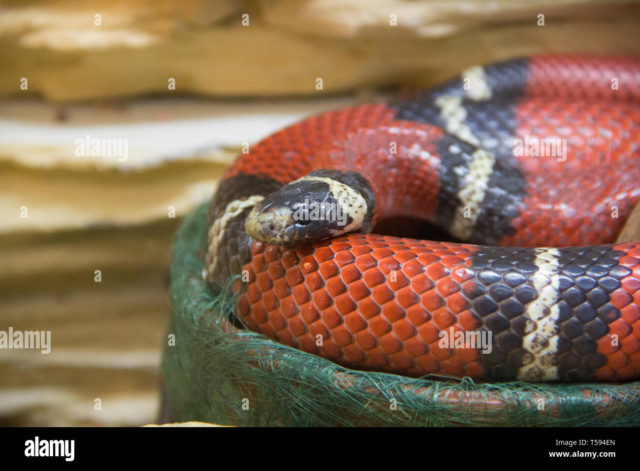 Snake in a zoo in a closed aquarium. Reptile in captivity. Animals at ...
