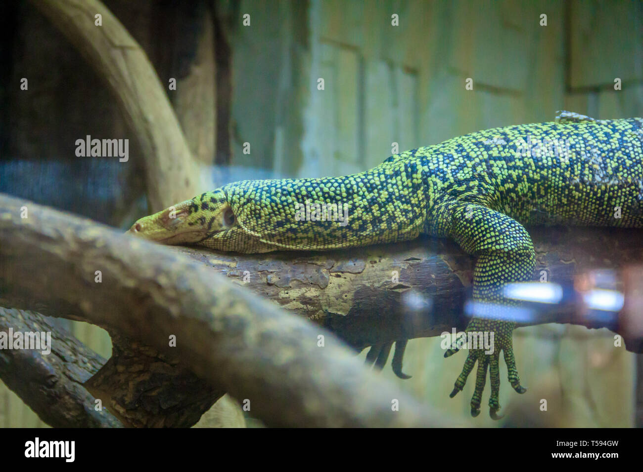 Varan at the zoo. An animal in captivity. Very dangerous animal. Animal ...