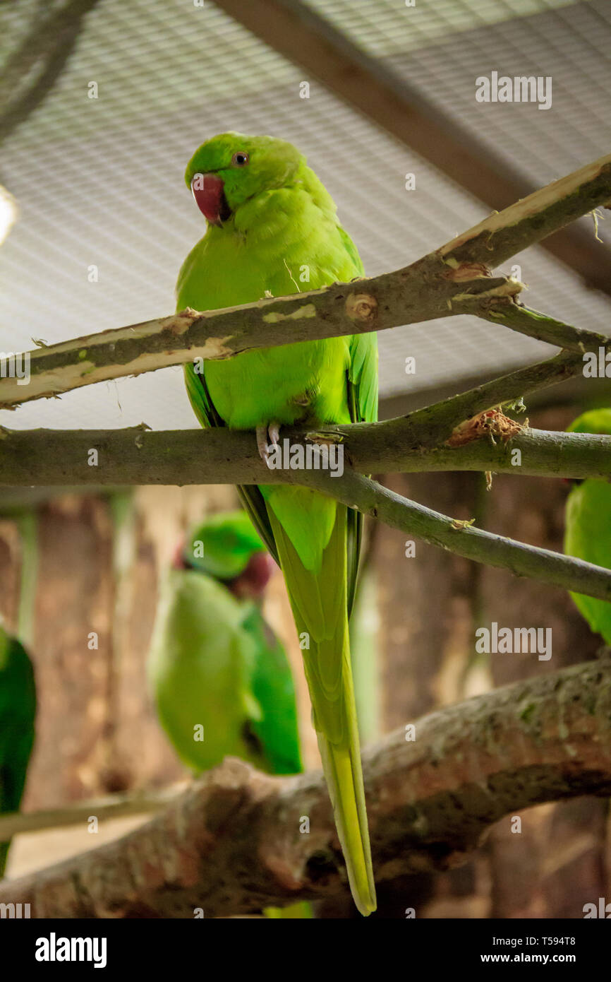 Parrot bird in the zoo. Colored parrots in the zoo. Birds in captivity ...