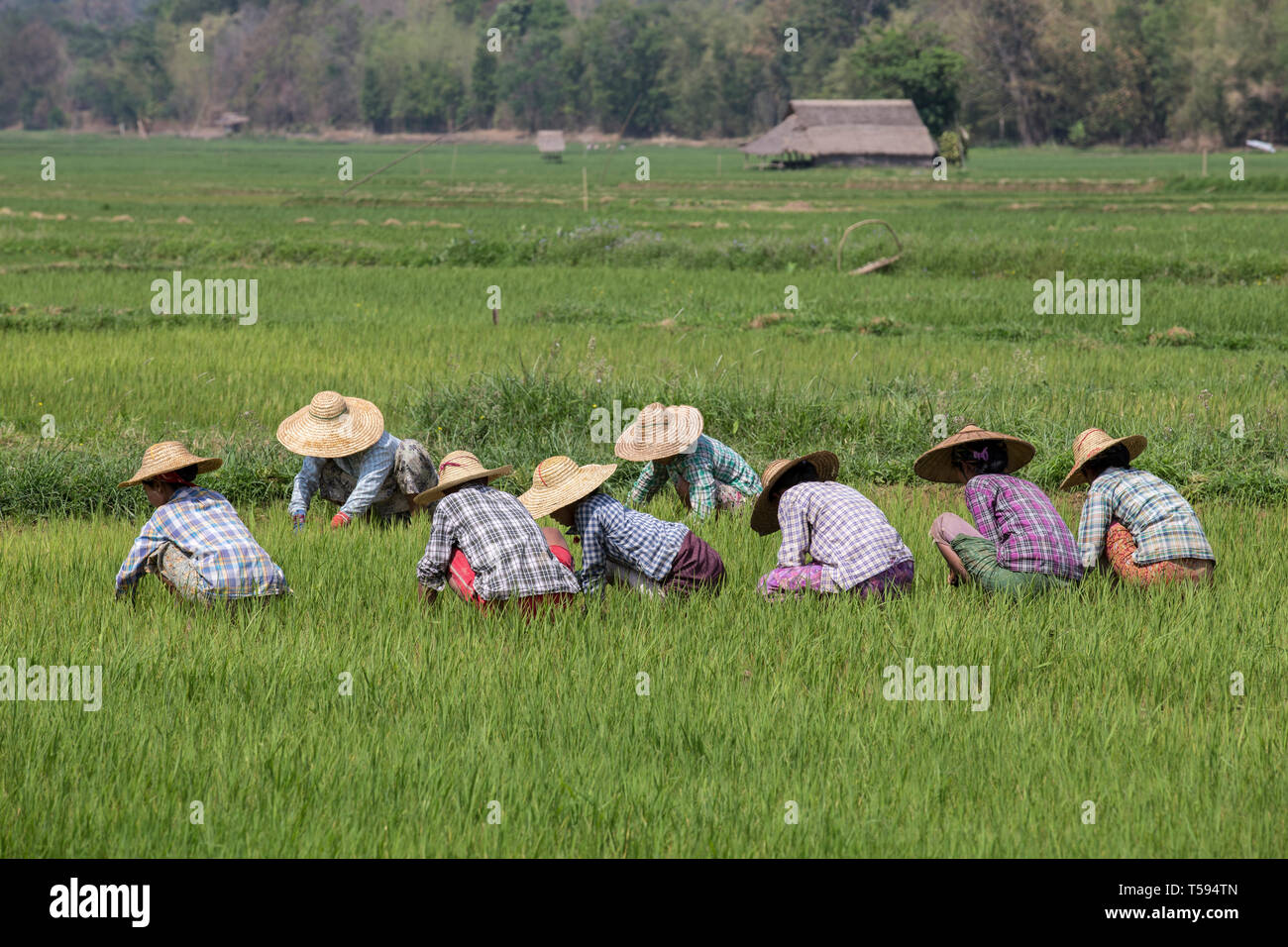 Shan state people hi-res stock photography and images - Alamy