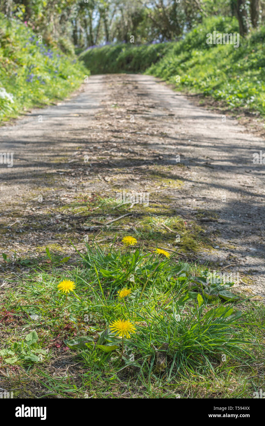Dandelion / Taraxacum officinale flowers in Springtime sunshine ...