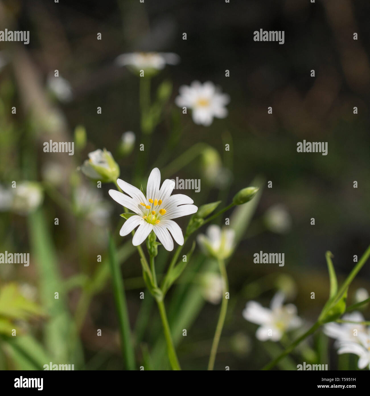 Macro of white flowers of Greater Stitchwort / Stellaria holostea in a ...