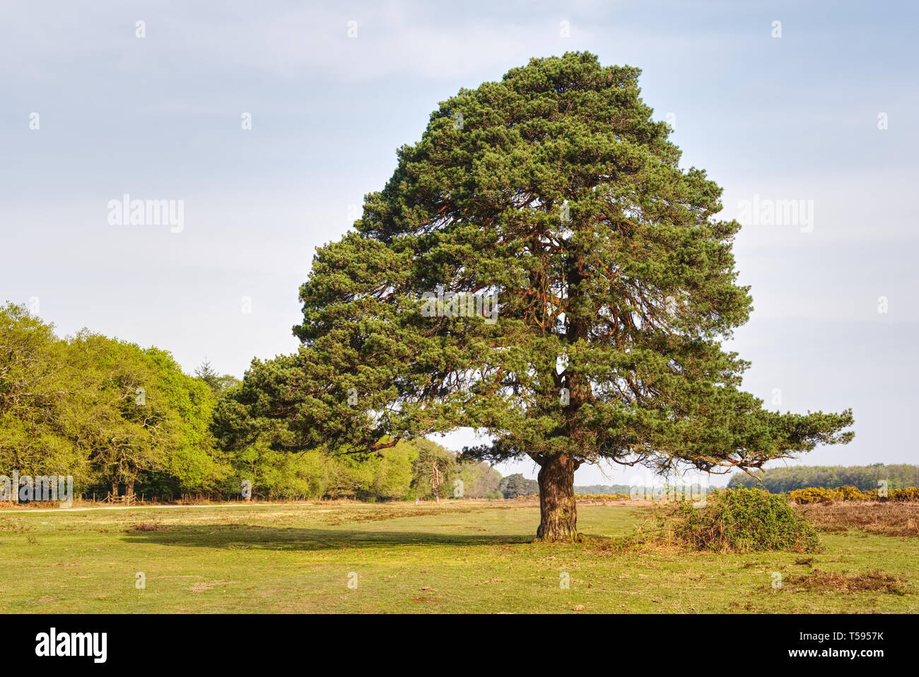 Solid oak hi-res stock photography and images - Alamy