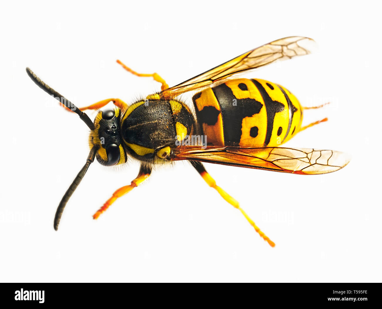 Wasp closeup on a white background Stock Photo - Alamy