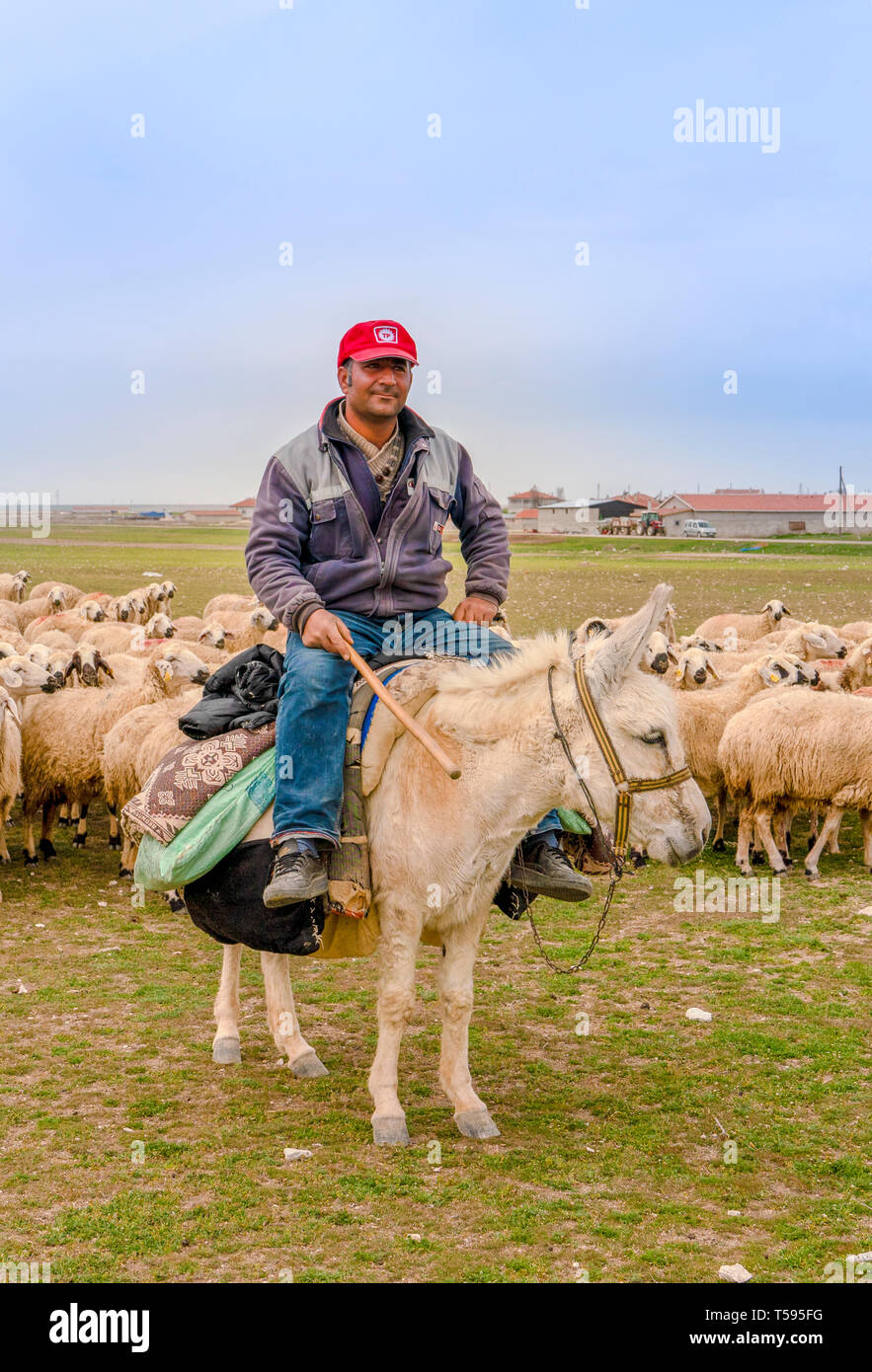 Konya, Turkey-April 14 2019: Sheepman with hat riding white donkey in ...