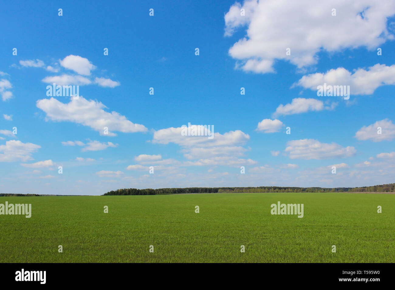 Summer landscape with a view of the boundless field and sky with clouds ...
