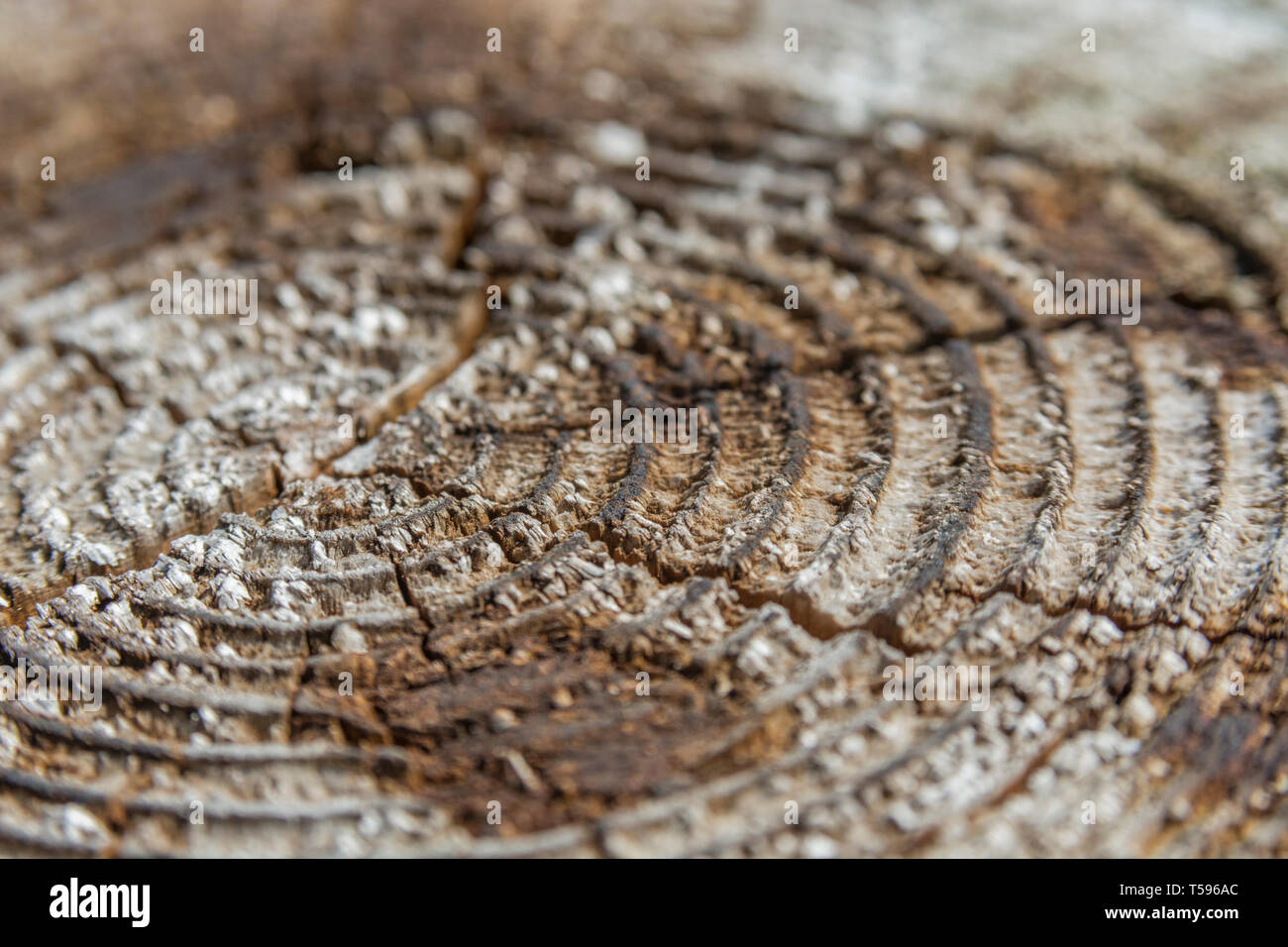 Macro of concentric wood circles of decaying fencing post. Metaphor ...