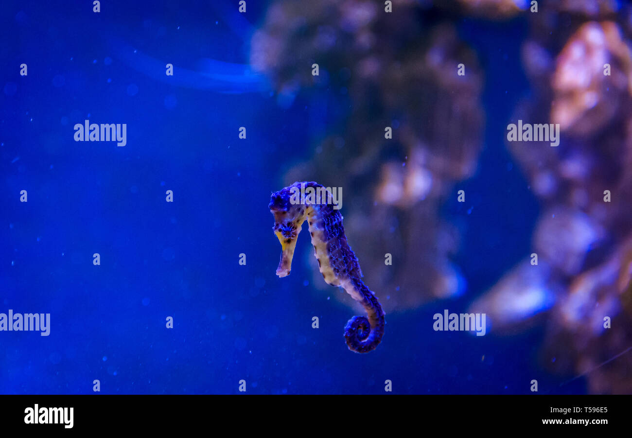 Underwater life of the sea in the aquarium. Corals are sea. Living ...