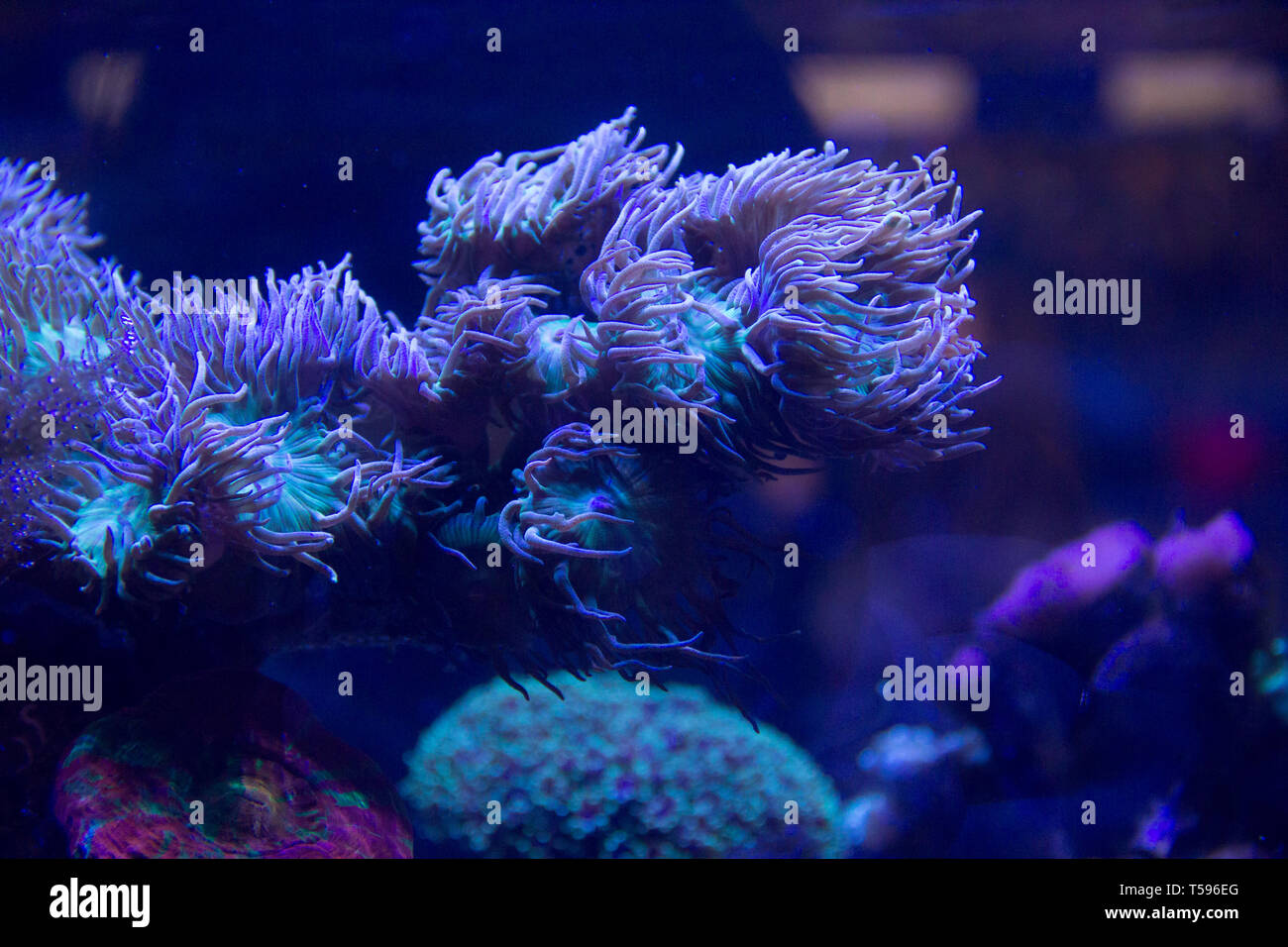 Underwater life of the sea in the aquarium. Corals are sea. Living ...