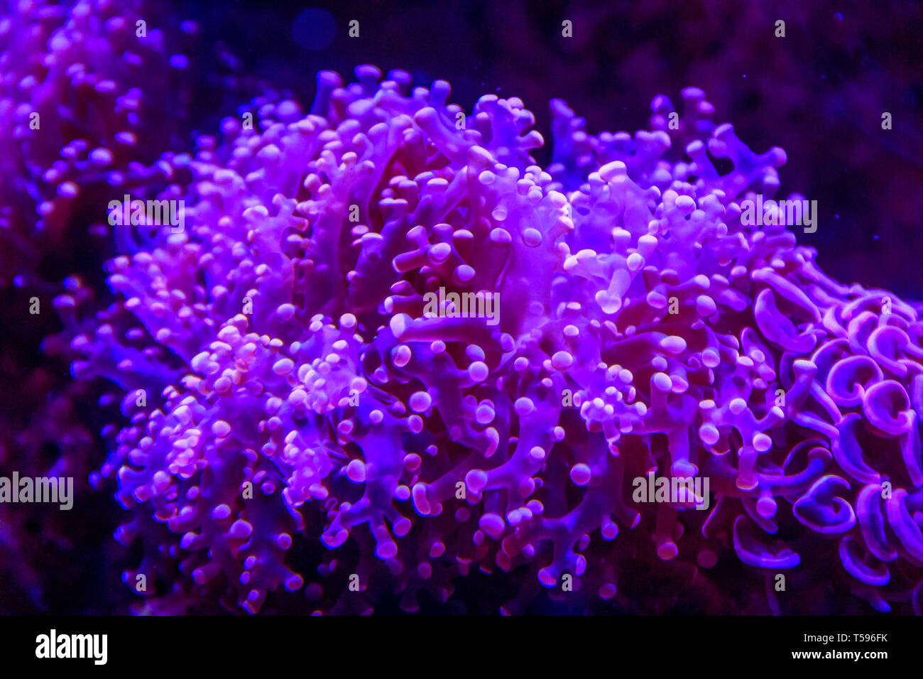 Underwater life of the sea in the aquarium. Corals are sea. Living ...