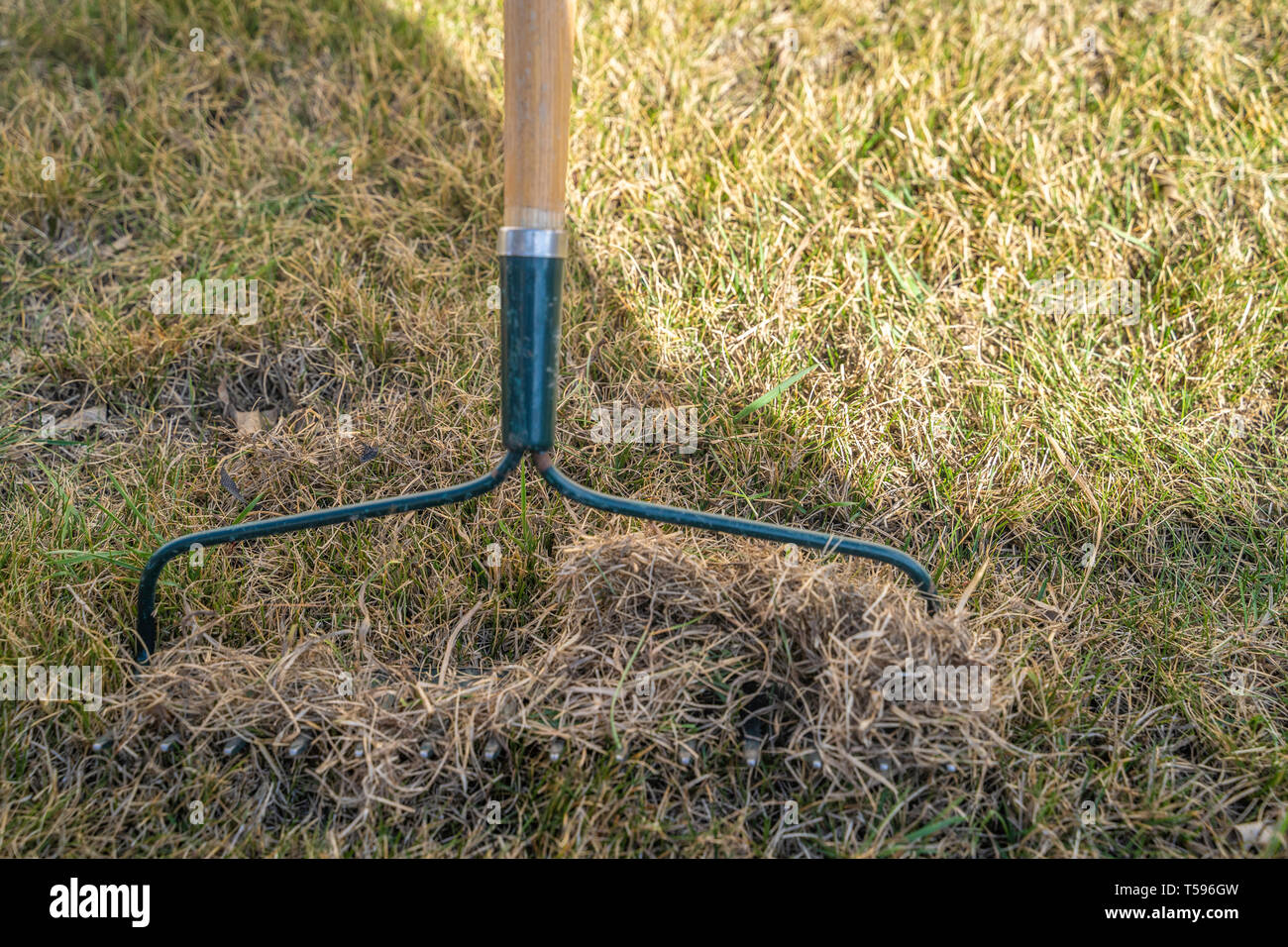 Garden rake and pile of dead grass from lawn after winter Stock Photo ...