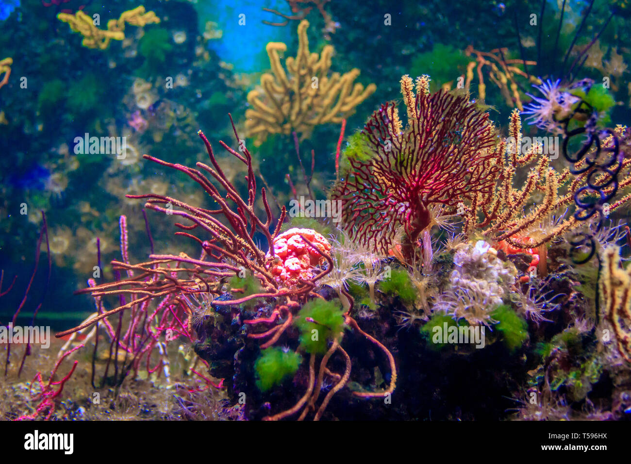 Underwater life of the sea in the aquarium. Corals are sea. Living ...