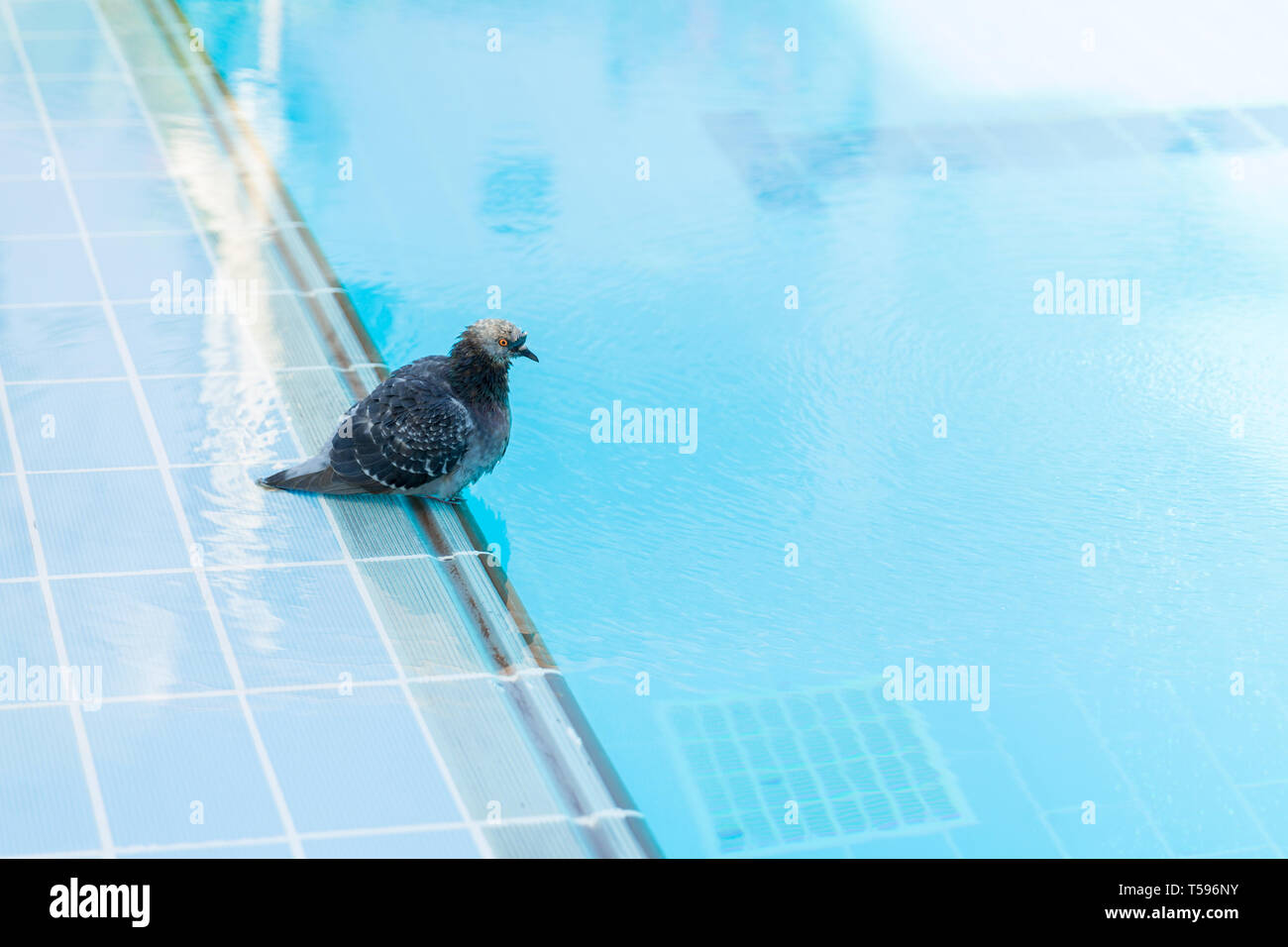 pigeon washed and drinking water in the swimming pool in hotel of egypt ...