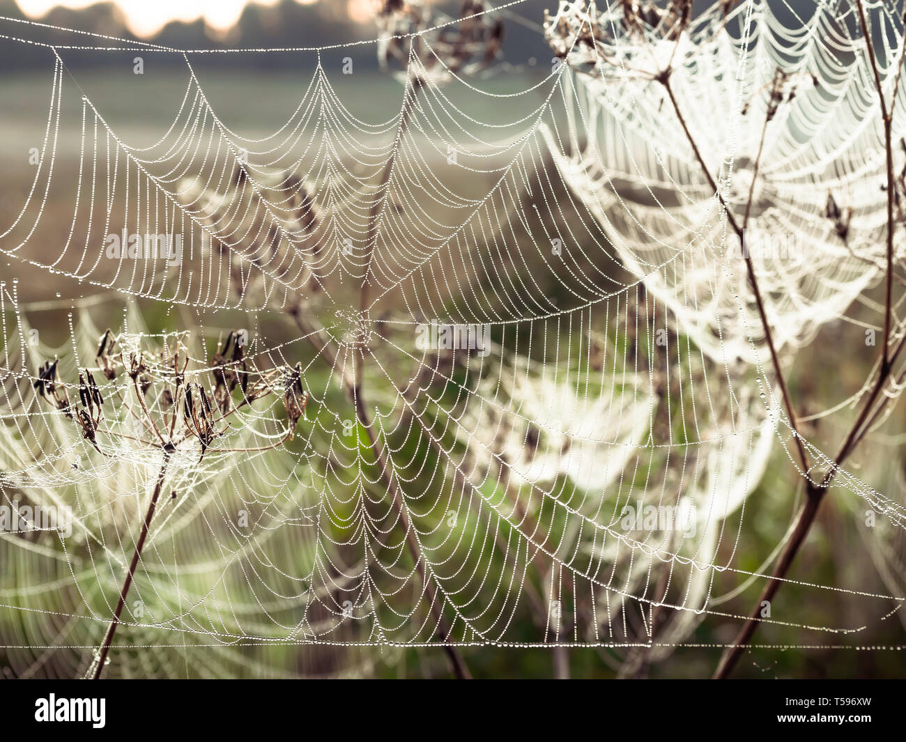 Beautiful Cobweb Decorated With Drops of Dew Swaying in the Wind in the ...